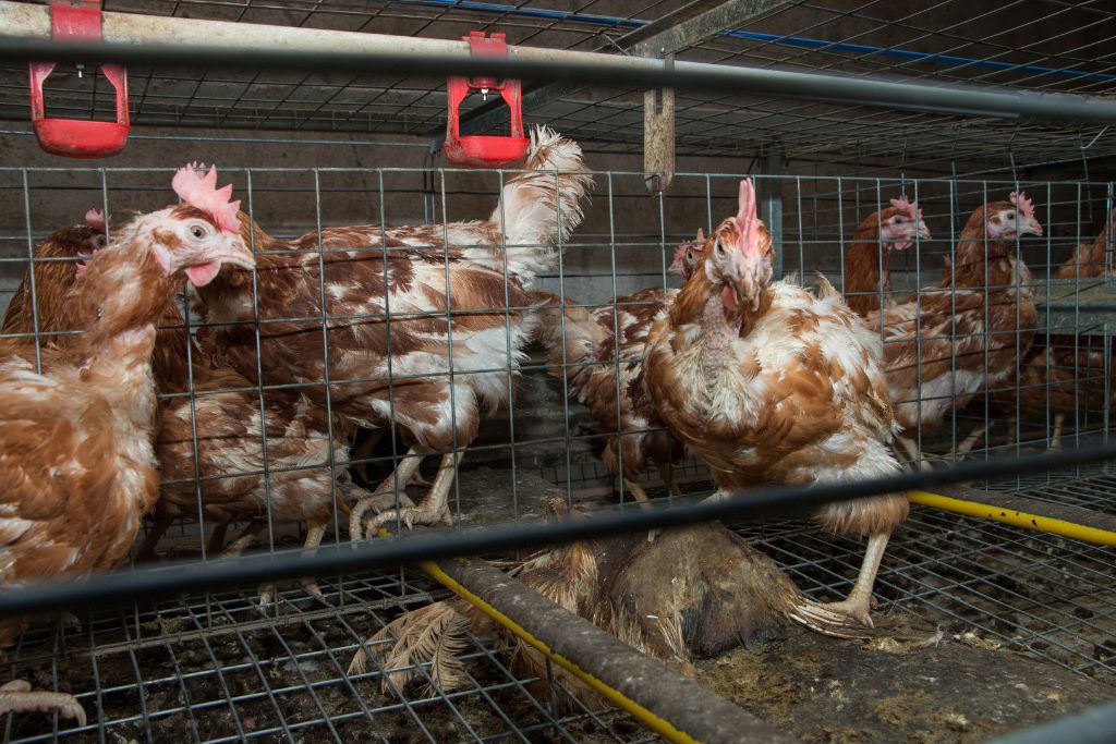 Ce înseamnă codul de pe ouă? | Asociația F.R.E.E.